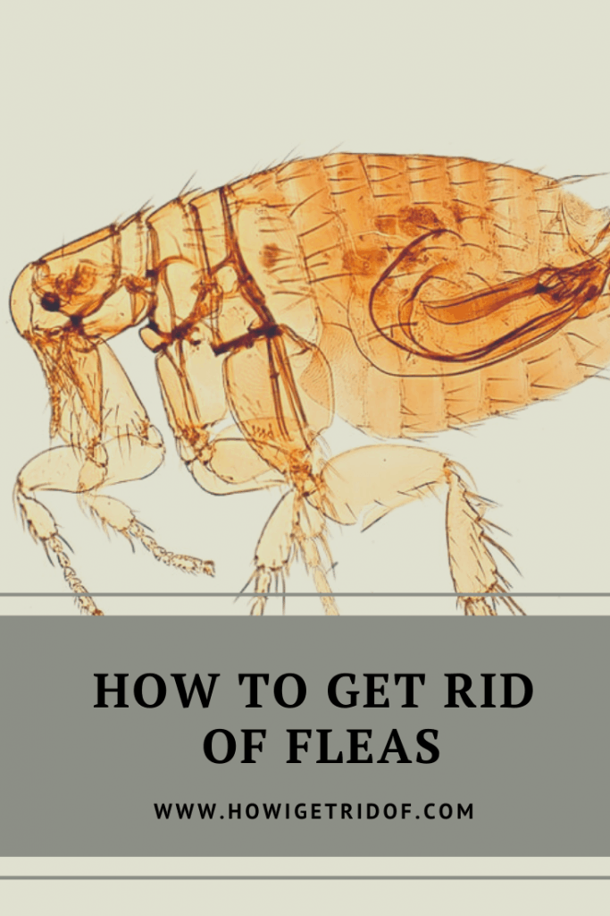 How To Get Rid Of Fleas - How I Get Rid Of