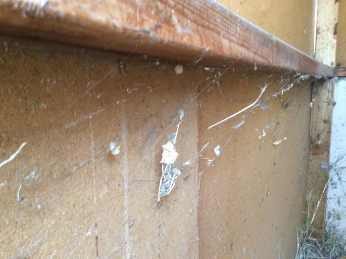 The Best Spider Spray For A Spider Infestation - How I Get Rid Of