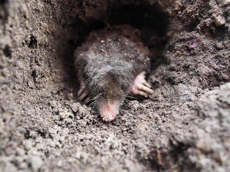 How to Get Rid of Moles - How I Get Rid Of