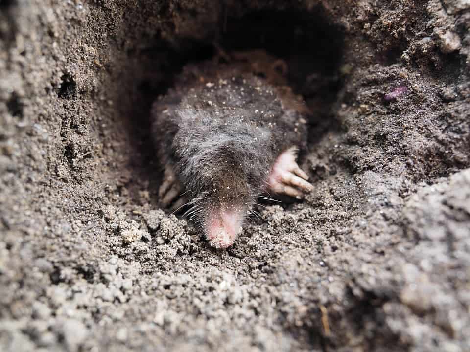 How to Get Rid of Moles - How I Get Rid Of