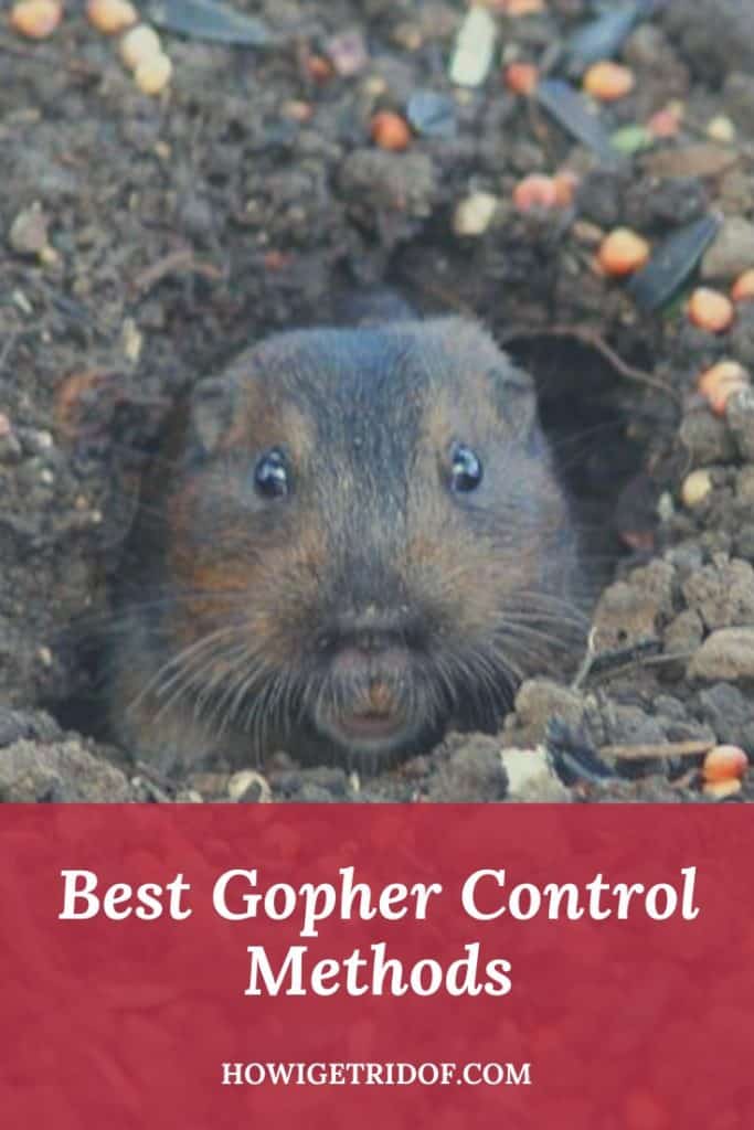 Best Gopher Control Method - How I Get Rid Of
