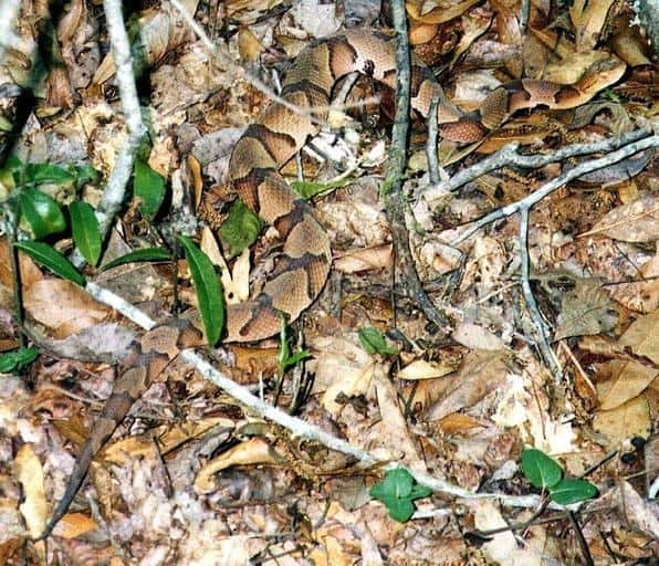How To Get Rid Of Copperheads - How I Get Rid Of
