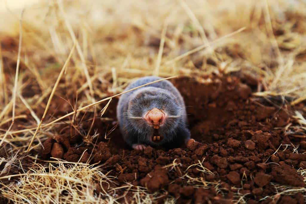 How To Tell A Vole Vs. Mole - How I Get Rid Of