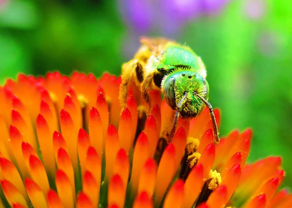 How To Get Rid Of Sweat Bees - How I Get Rid Of