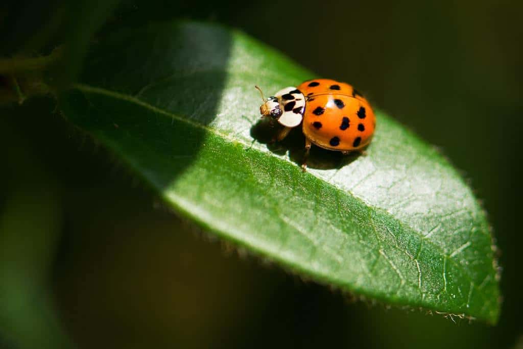 How To Tell A Ladybug Vs Asian Beetle - How I Get Rid Of