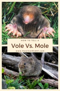 How To Tell A Vole Vs. Mole - How I Get Rid Of