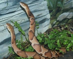 How To Get Rid Of Copperheads - How I Get Rid Of