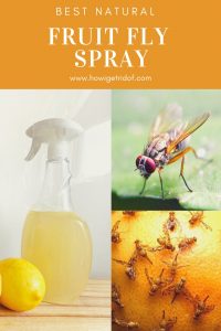 Best Natural Fruit Fly Spray - How I Get Rid Of