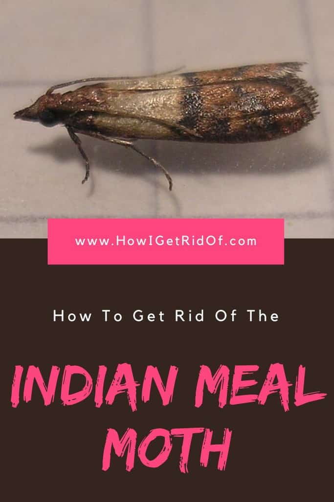 How To Get Rid of The Indian Meal Moth - How I Get Rid Of