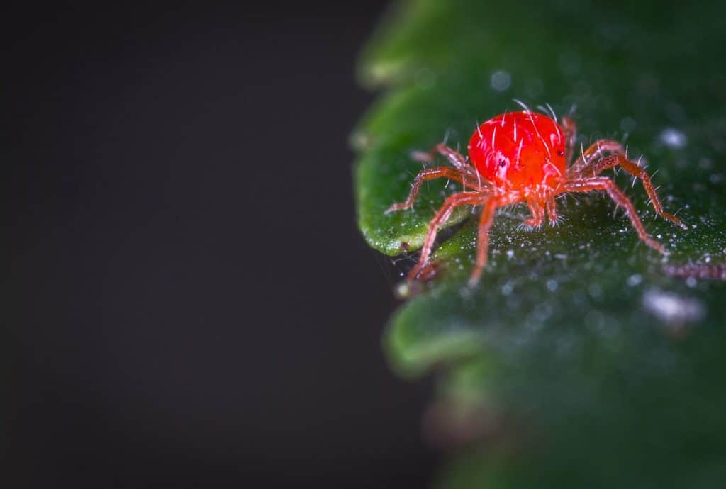 How To Get Rid of Chiggers - How I Get Rid Of