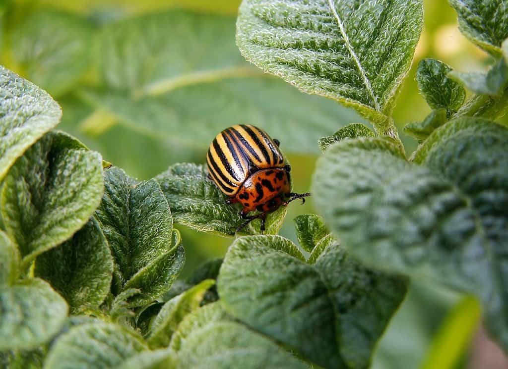 How To Get Rid Of The Potato Bug - How I Get Rid Of