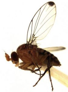 How To Get Rid Of Phorid Flies - How I Get Rid Of