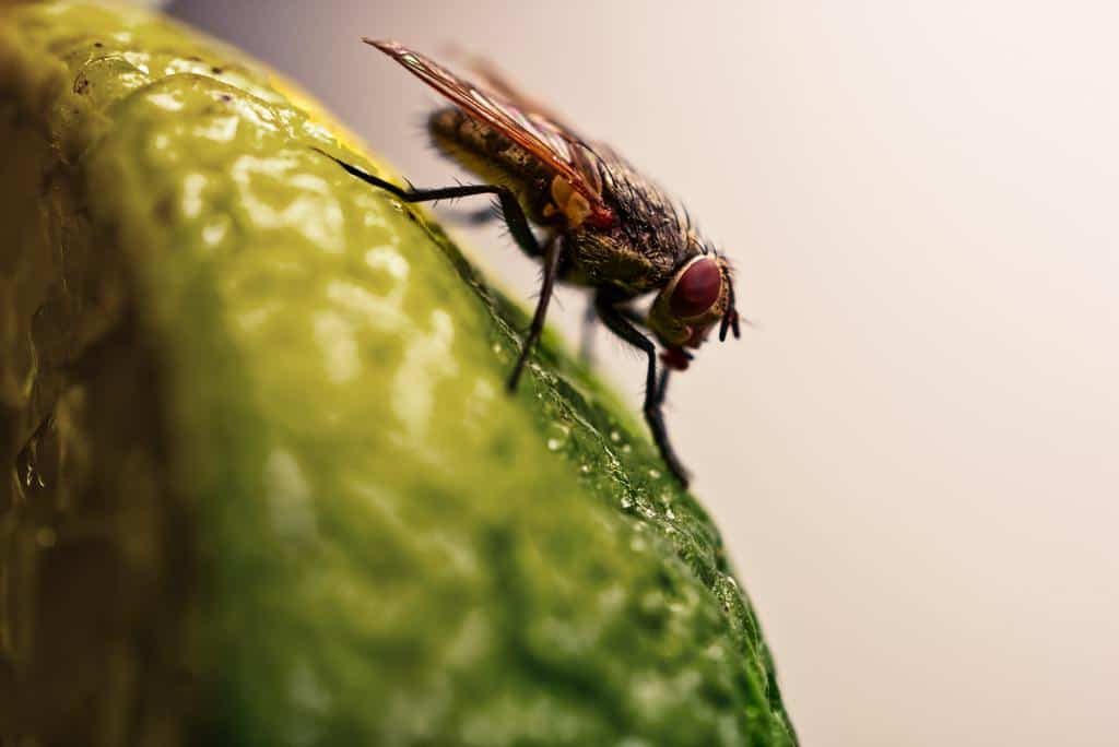 How To Get Rid Of Cluster Flies - How I Get Rid Of