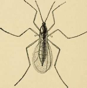 How To Get Rid Of No See Ums - How I Get Rid Of