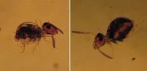 How To Get Rid Of Springtail Bugs - How I Get Rid Of