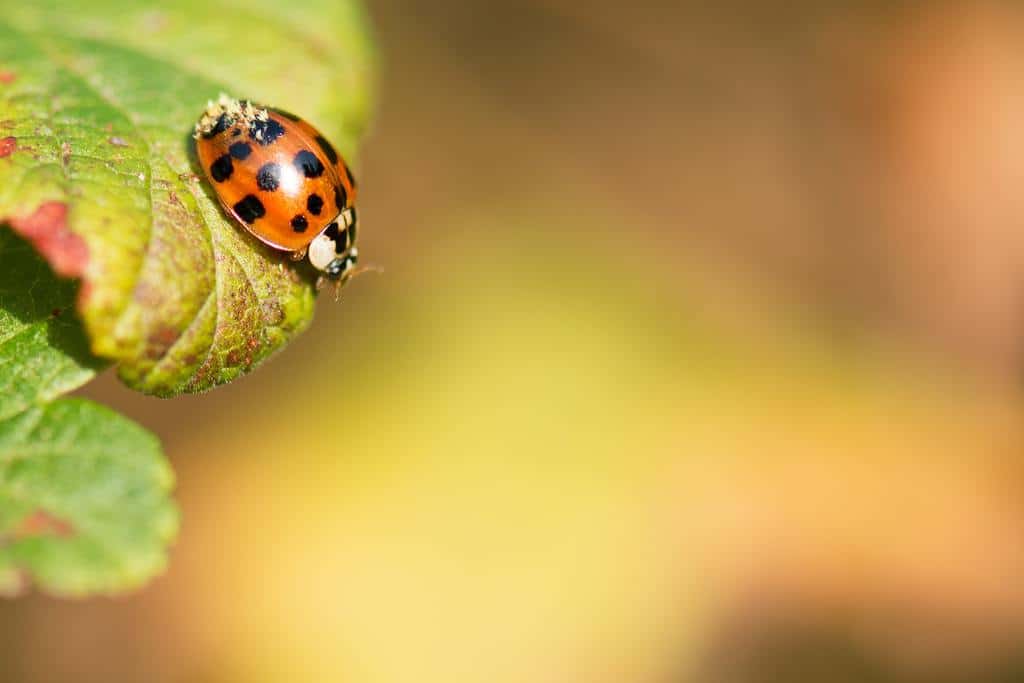 How To Get Rid Of Aphids - How I Get Rid Of