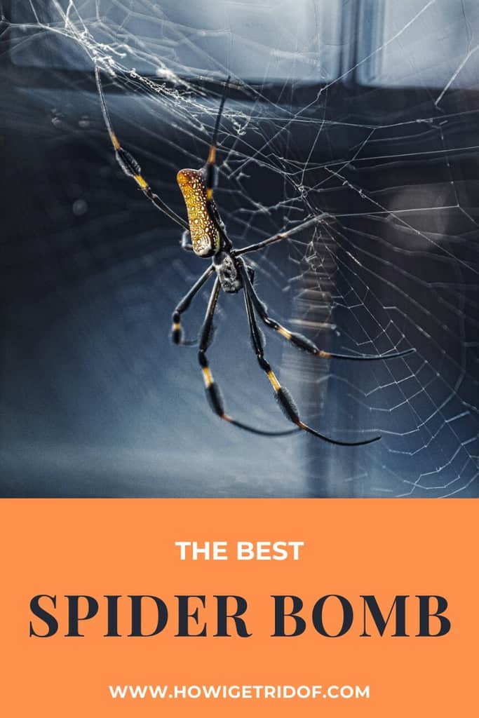 Best Spider Bomb - How I Get Rid Of