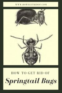 How To Get Rid Of Springtail Bugs - How I Get Rid Of