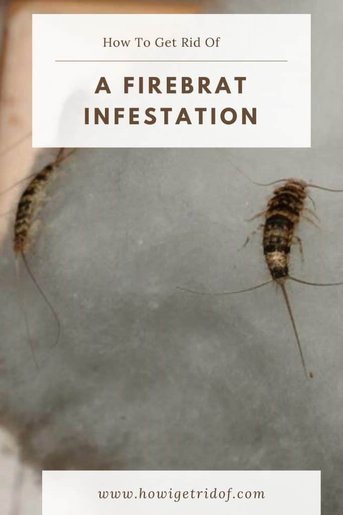 How To Get Rid Of A Firebrat Infestation - How I Get Rid Of