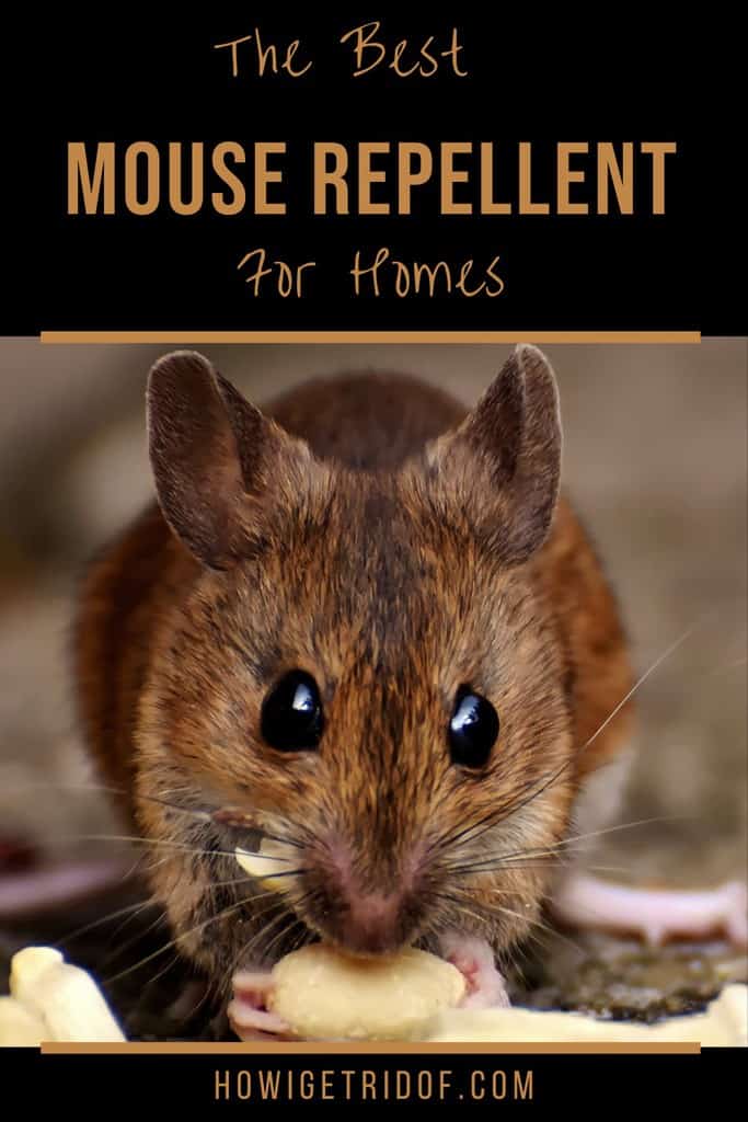 Best Mouse Repellent For Homes - How I Get Rid Of