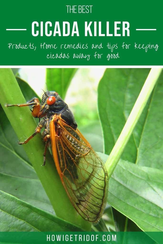 Best Cicada Killer - Products, Home Remedies and Tips for Keeping ...