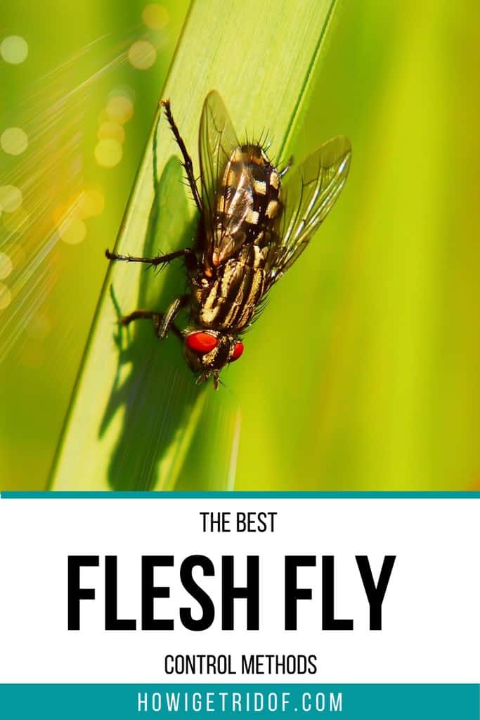 Best Flesh Fly Control Methods - How I Get Rid Of