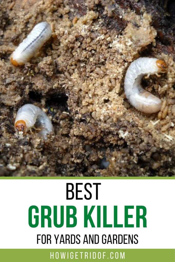 Best Grub Killer For Yards and gardens - How I Get Rid Of