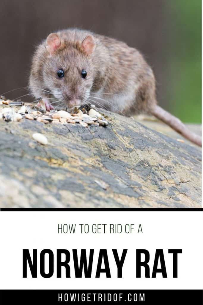 How To Get Rid Of A Norway Rat - How I Get Rid Of