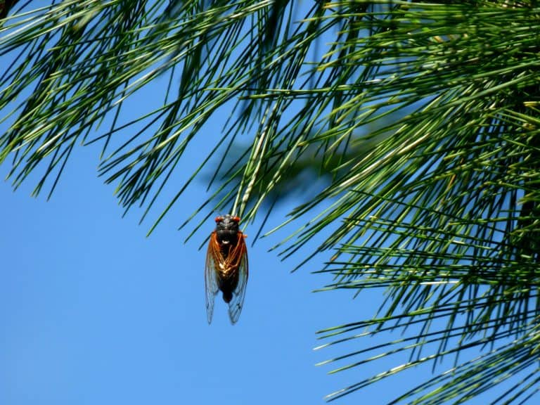 Best Cicada Killer - Products, Home Remedies and Tips for Keeping ...