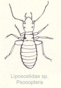 How To Get Rid Of Book Lice - How I Get Rid Of