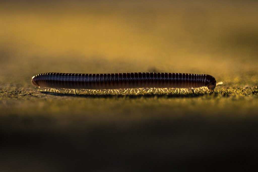 Best Millipedes Control - Products and Home Remedies That Work - How I ...