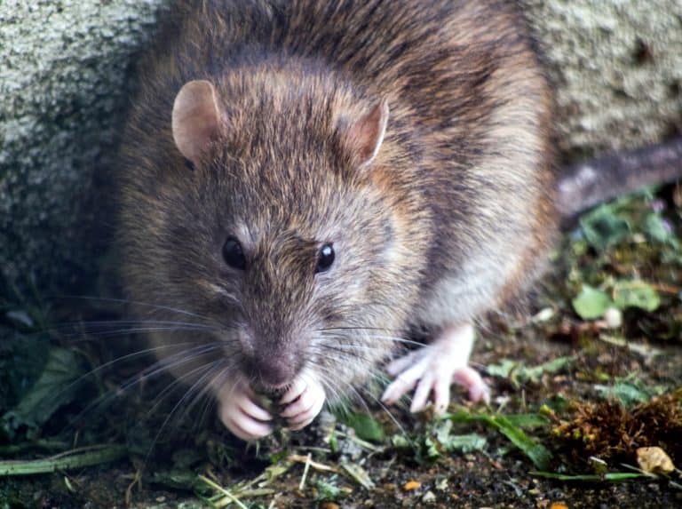 How To Get Rid Of A Norway Rat - How I Get Rid Of