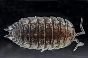 How To Get Rid Of The Pill Bug - How I Get Rid Of