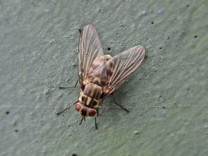 10 Most Common Types Of Flies and How To Get Rid Of Them - How I Get Rid Of