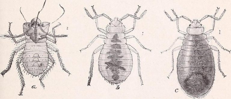 Bugs That Look Like Bed Bugs - Bug Identification Guide - How I Get Rid Of