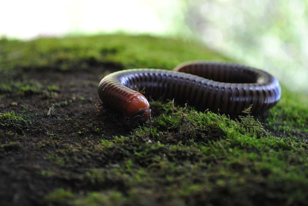 Best Millipedes Control - Products and Home Remedies That Work - How I ...