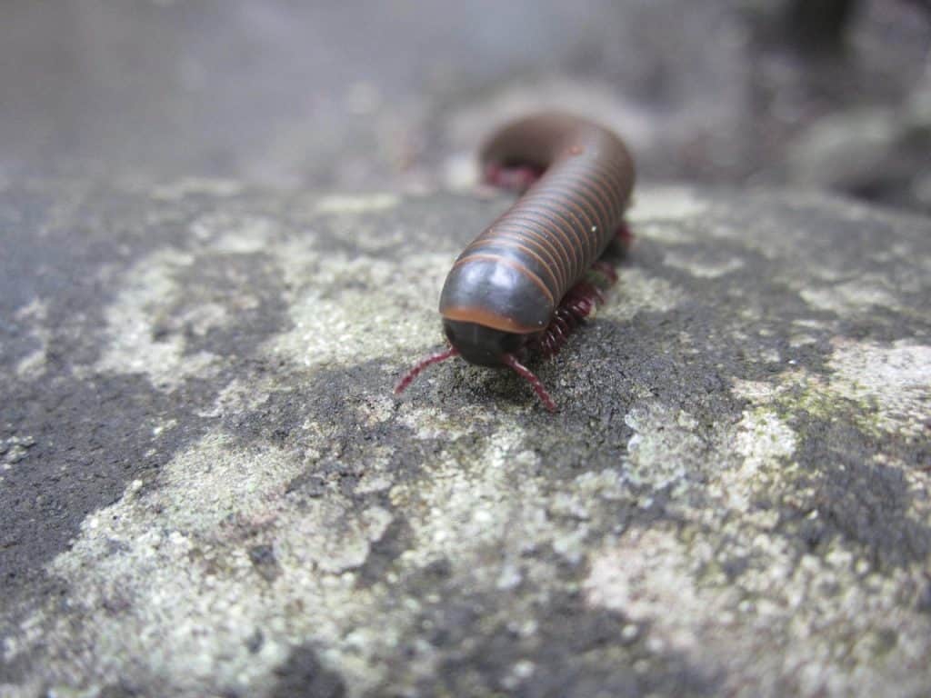 Best Millipedes Control - Products and Home Remedies That Work - How I ...