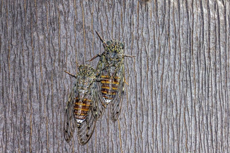 Best Cicada Killer - Products, Home Remedies and Tips for Keeping ...