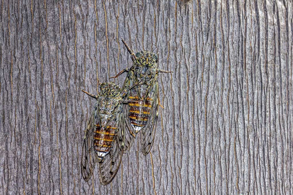 Best Cicada Killer - Products, Home Remedies and Tips for Keeping ...