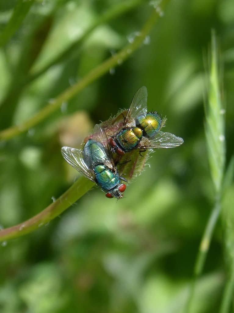 How To Get Rid Of Green Flies - How I Get Rid Of