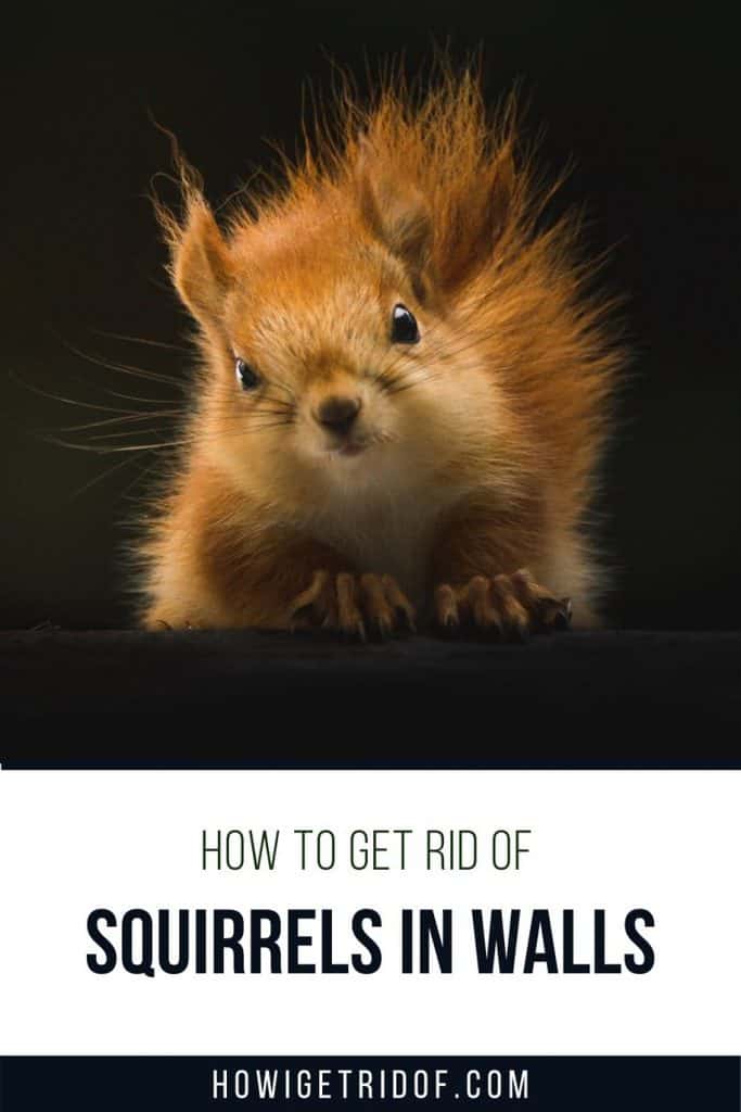 How To Get Rid Of Squirrels In Walls - How I Get Rid Of
