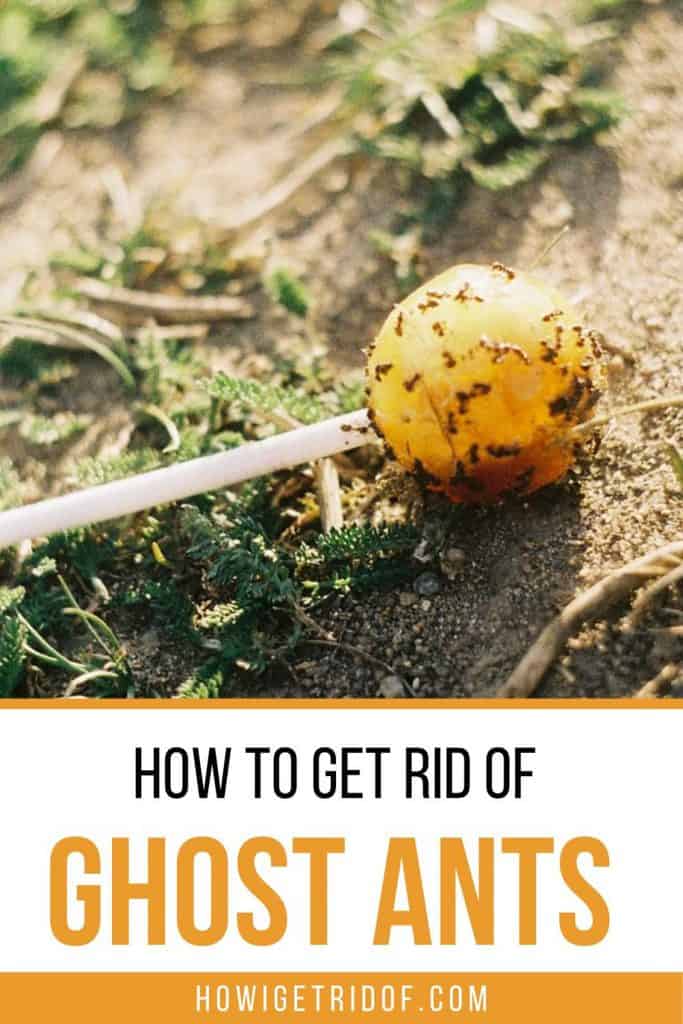 How To Get Rid of Ghost Ants - How I Get Rid Of