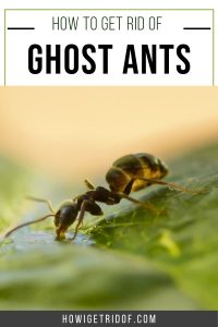 How To Get Rid of Ghost Ants - How I Get Rid Of