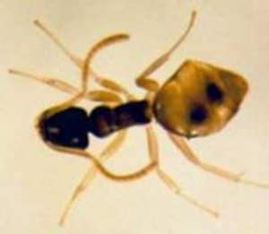 How To Get Rid of Ghost Ants - How I Get Rid Of