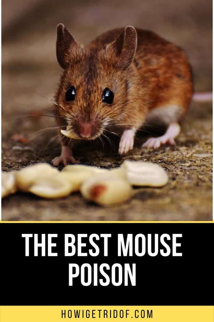 Best Mouse Poison - How I Get Rid Of