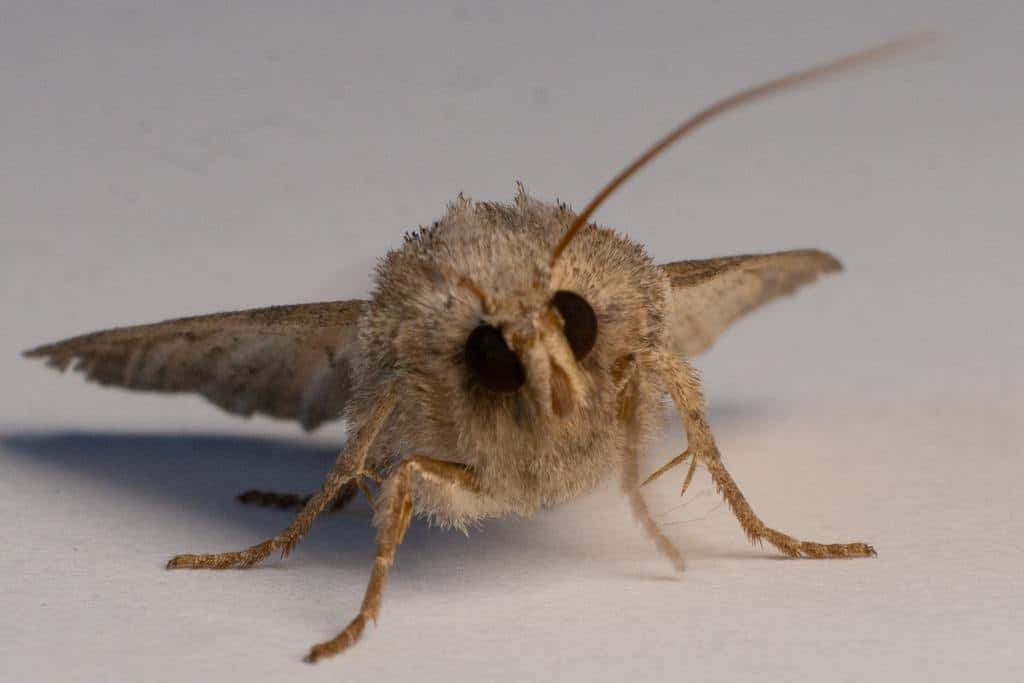 10 Most Common Types of Moths and How To Get Rid Of Them - How I Get Rid Of