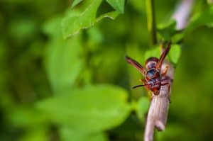 How To Get Rid of A Red Wasp - How I Get Rid Of