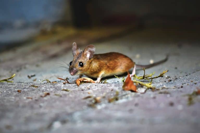 How To Get Rid Of Mice In Attic - How I Get Rid Of