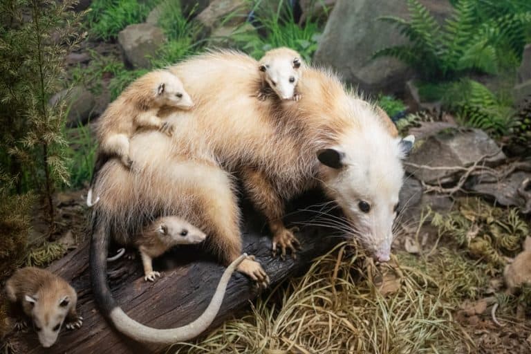 Best Possum Trap Products And How To Use Them How I Get Rid Of
