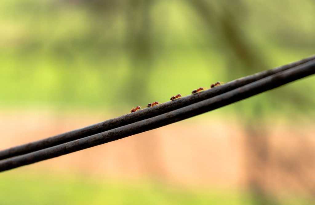 How To Get Rid Of Tiny Red Ants - How I Get Rid Of